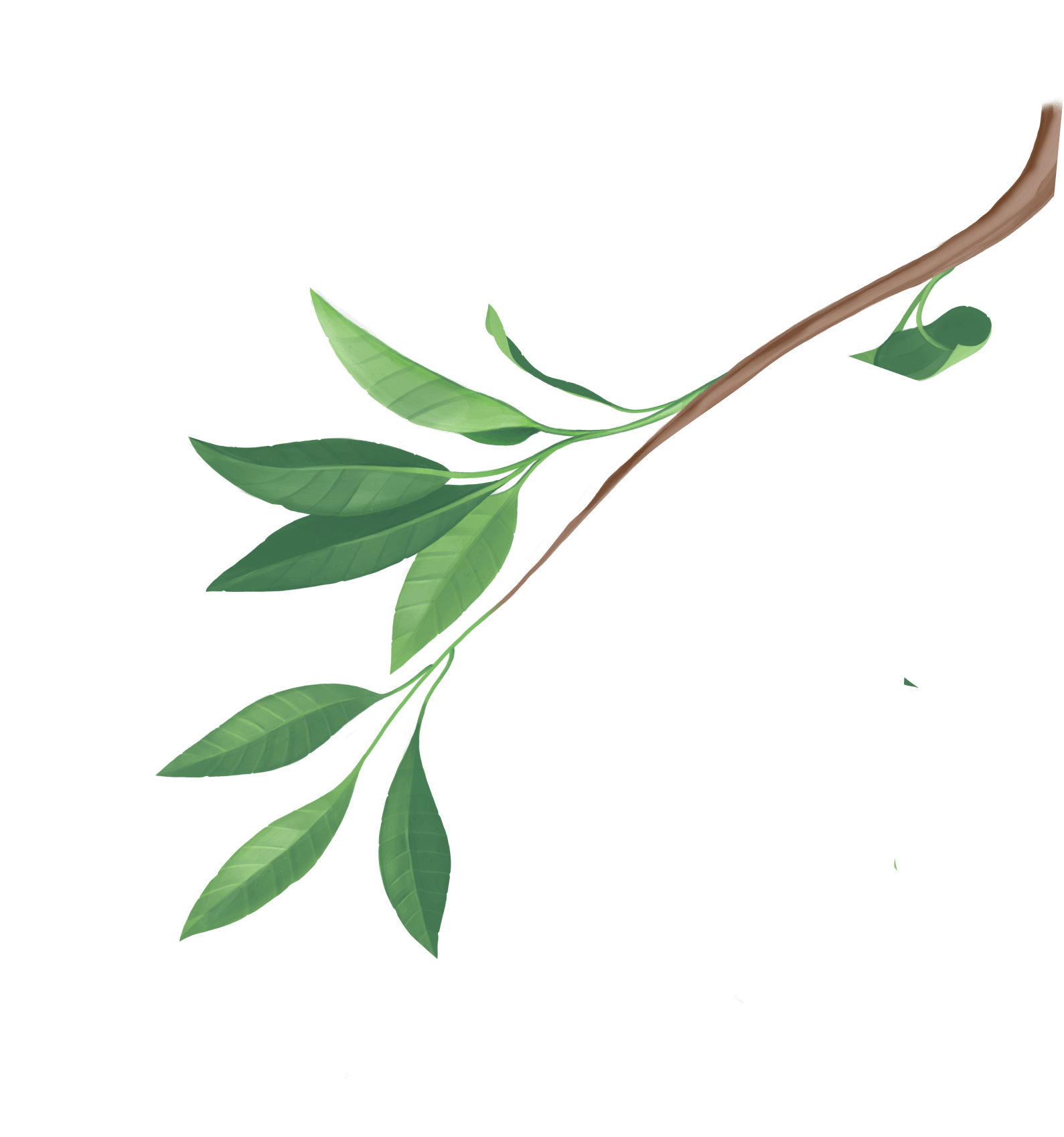 Online Proposal Builder - Bonsai